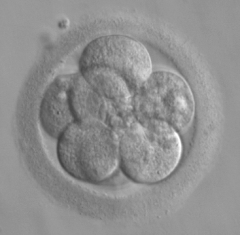 naturfag.no: Cellen - livets fantastiske fabrikk