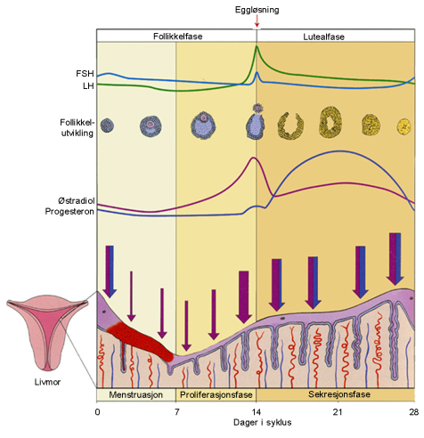 naturfag.no: Menstruasjonssyklus
