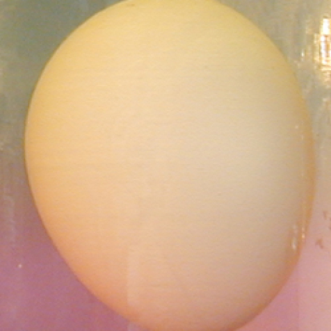 naturfag.no: Synker egget?