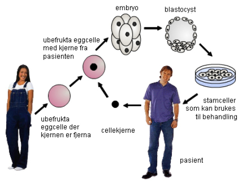 naturfag.no: Stamceller