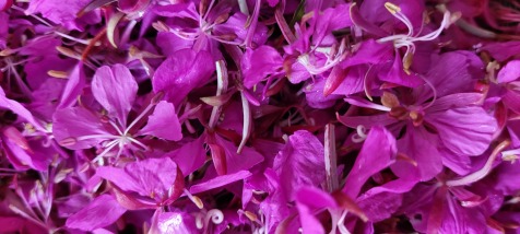 naturfag.no: Korleis lage saft av villblomstrar?